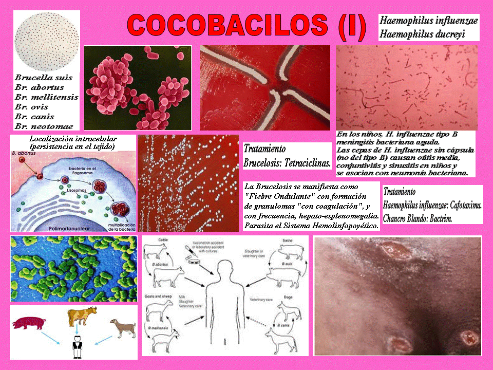 L810: COCOBACILOS Y OTROS BACILOS GRAM NEGATIVOS