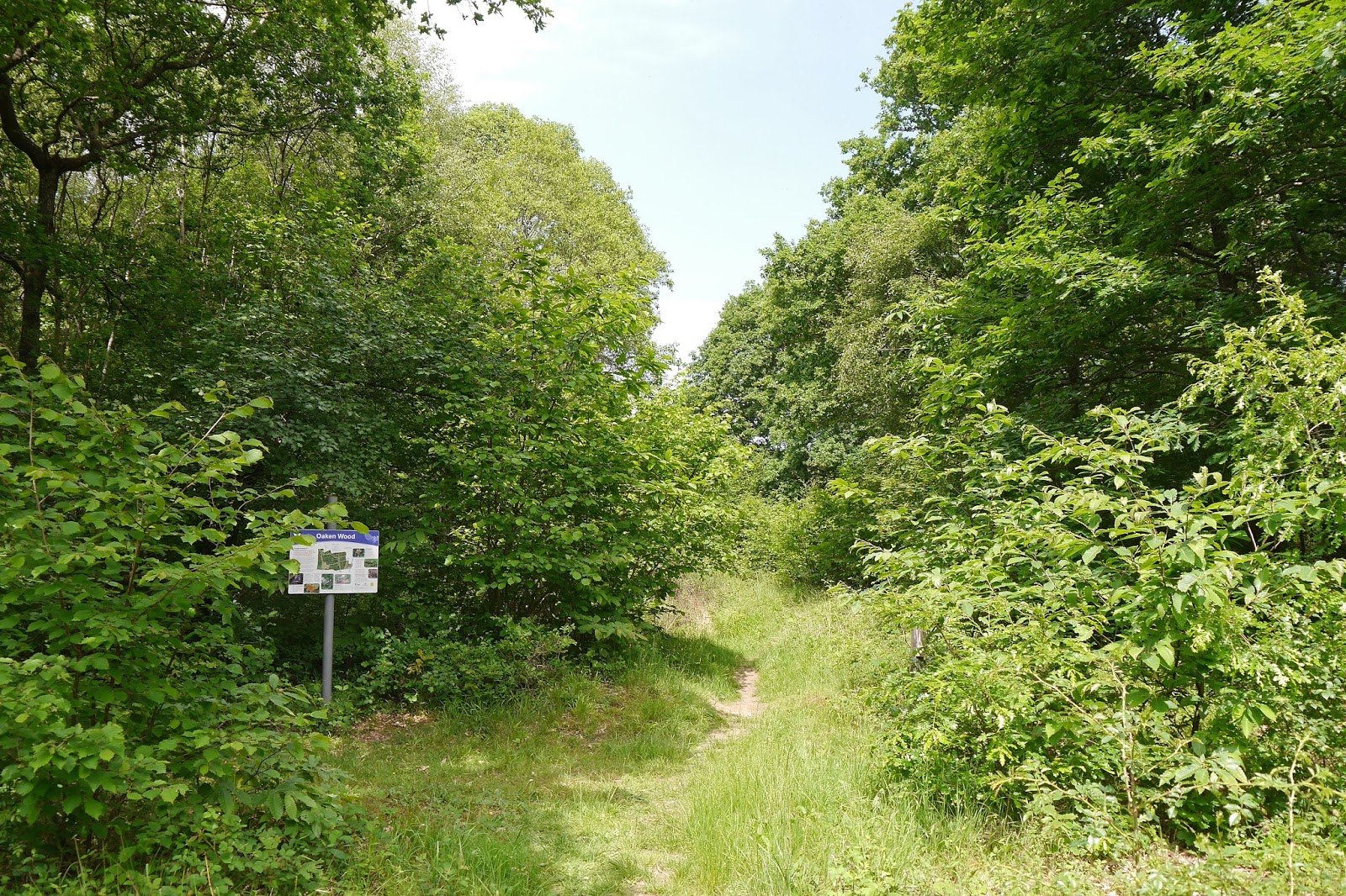 Walking in the country: Oaken Wood, near Chiddingfold