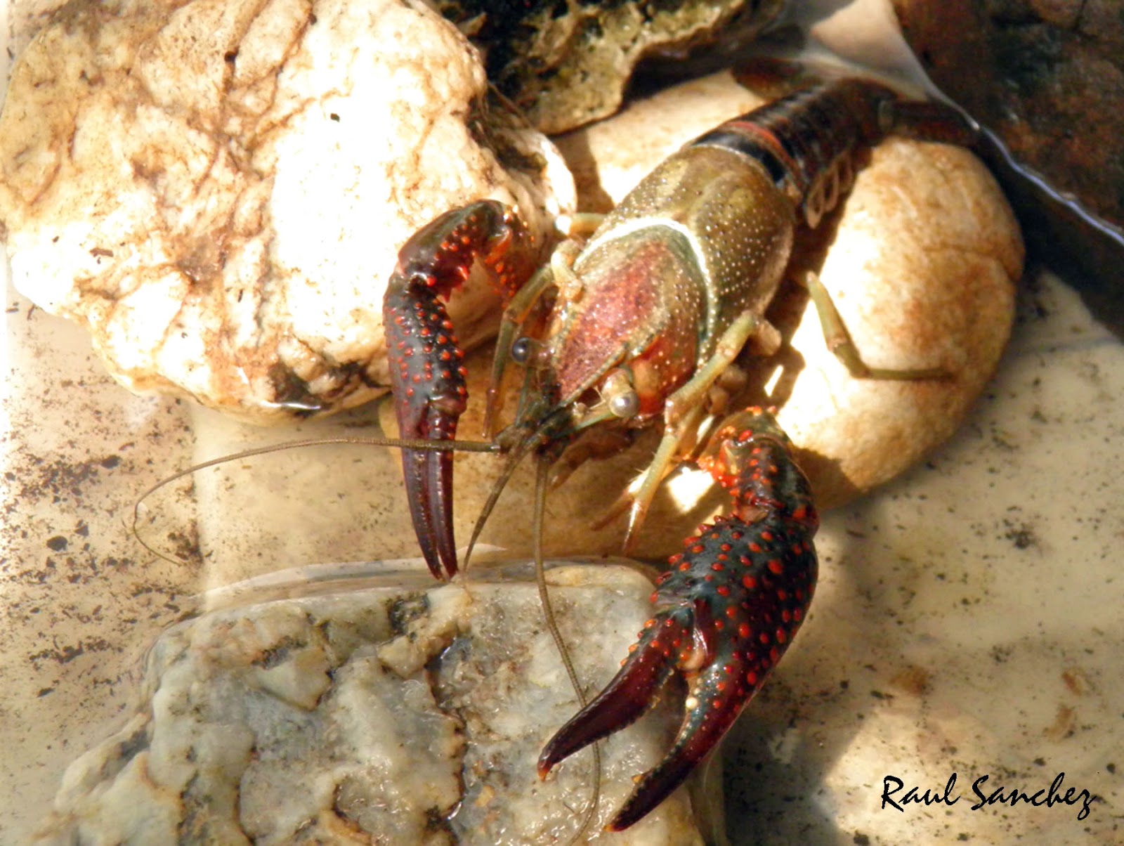 Naturaleza Viva : Cangrejo de río ( crustáceos decápodos )