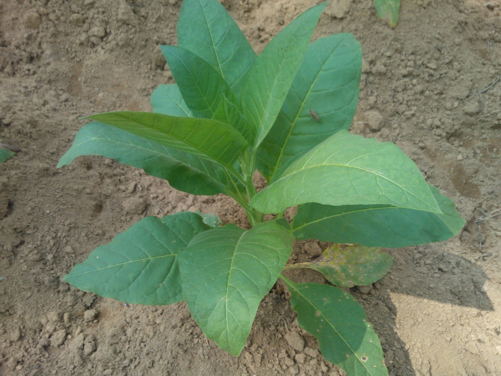 Azram Sulong: kebun tembakau