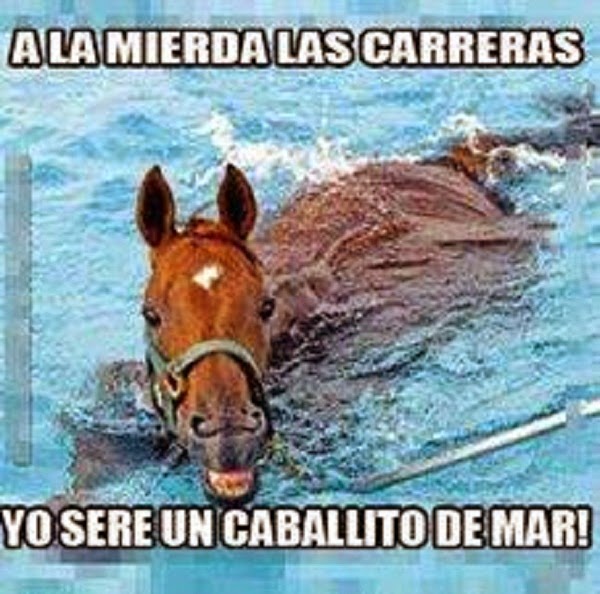 Memes caballos - Imagui