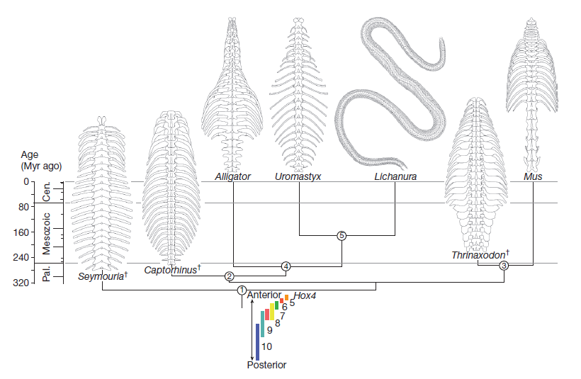 Life is short, but snakes are long: Why snakes are long (and other ...