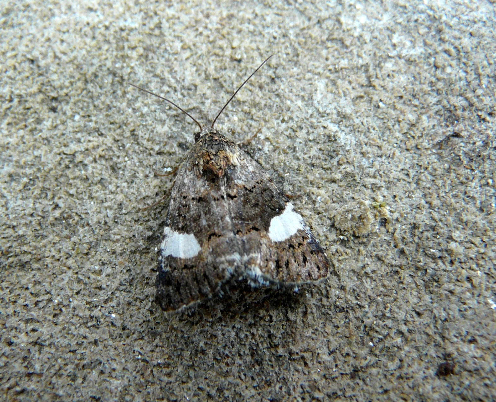 birdingexmouth: French Moths