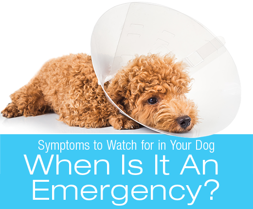 Dog Symptoms: When Is It an Emergency?