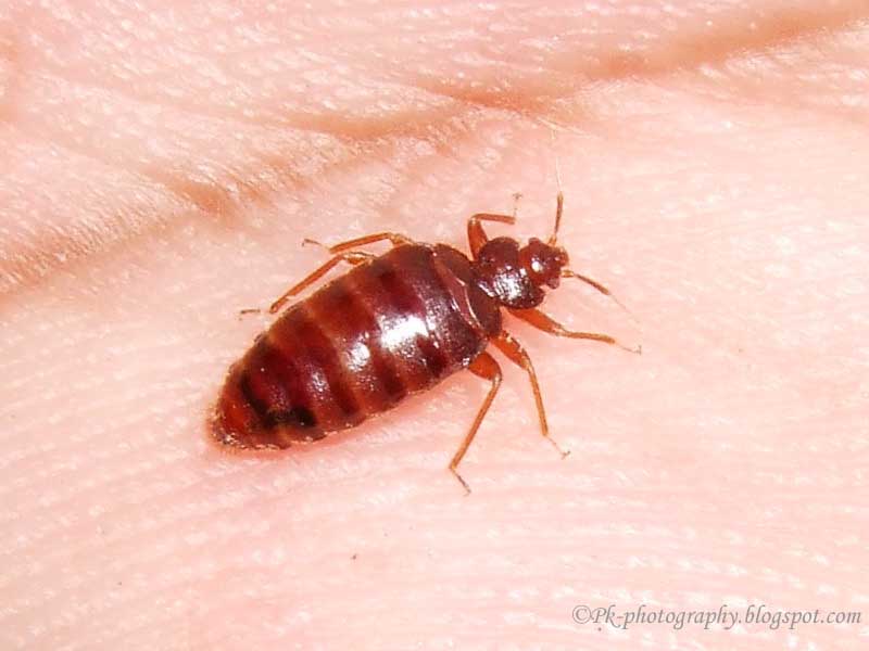 Bed Bugs Pictures | Nature, Cultural, and Travel Photography Blog