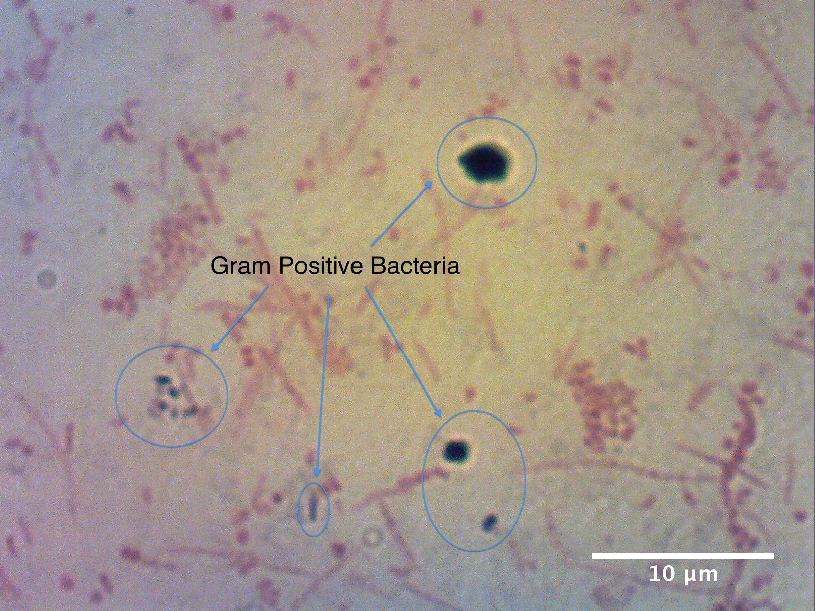 Pangea Arts and Sciences: Gram Staining a Heat Fixed Smear Slide