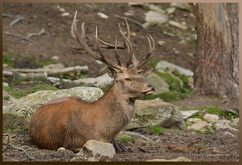WILDLIFE GATEWAY: Cerf élaphe des Pyrénées