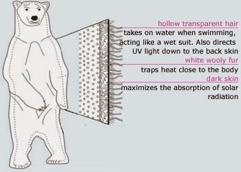 How do Polar Bears keep themselves warm? | Wonder Whizkids