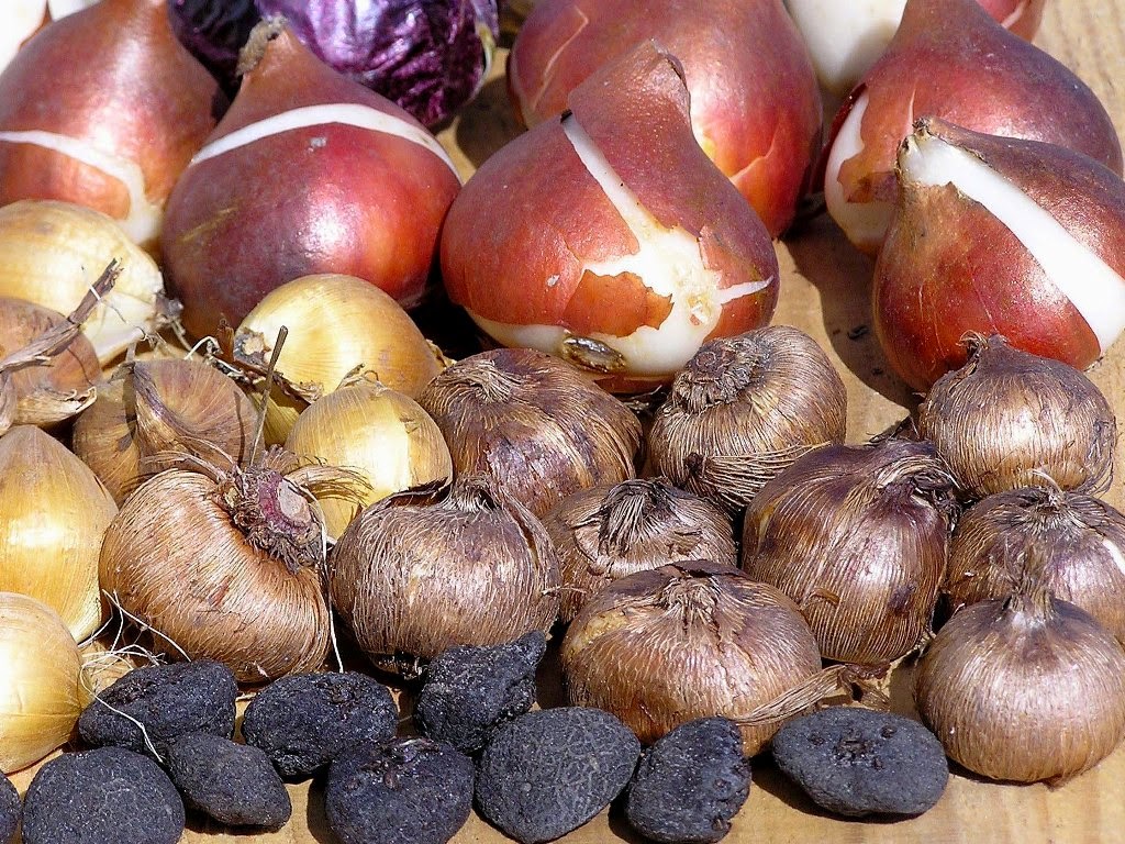 Stara vrtlarica: Sadnja lukovičastoga i gomoljastog cvijeća