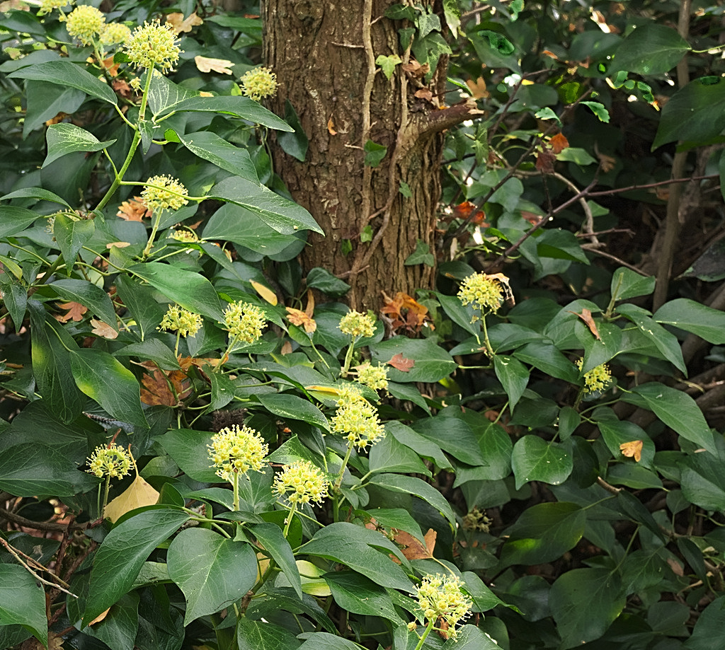 Milton Country Park Through the Year: February 2017