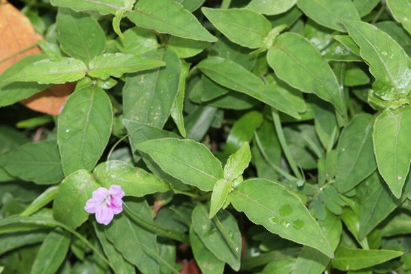 Butterflies of Singapore: Life History of the Peacock Pansy
