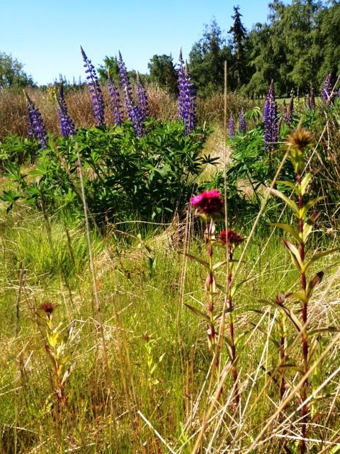 Quilchena Golf Club Turf Care: Bat Houses & Naturalized Areas