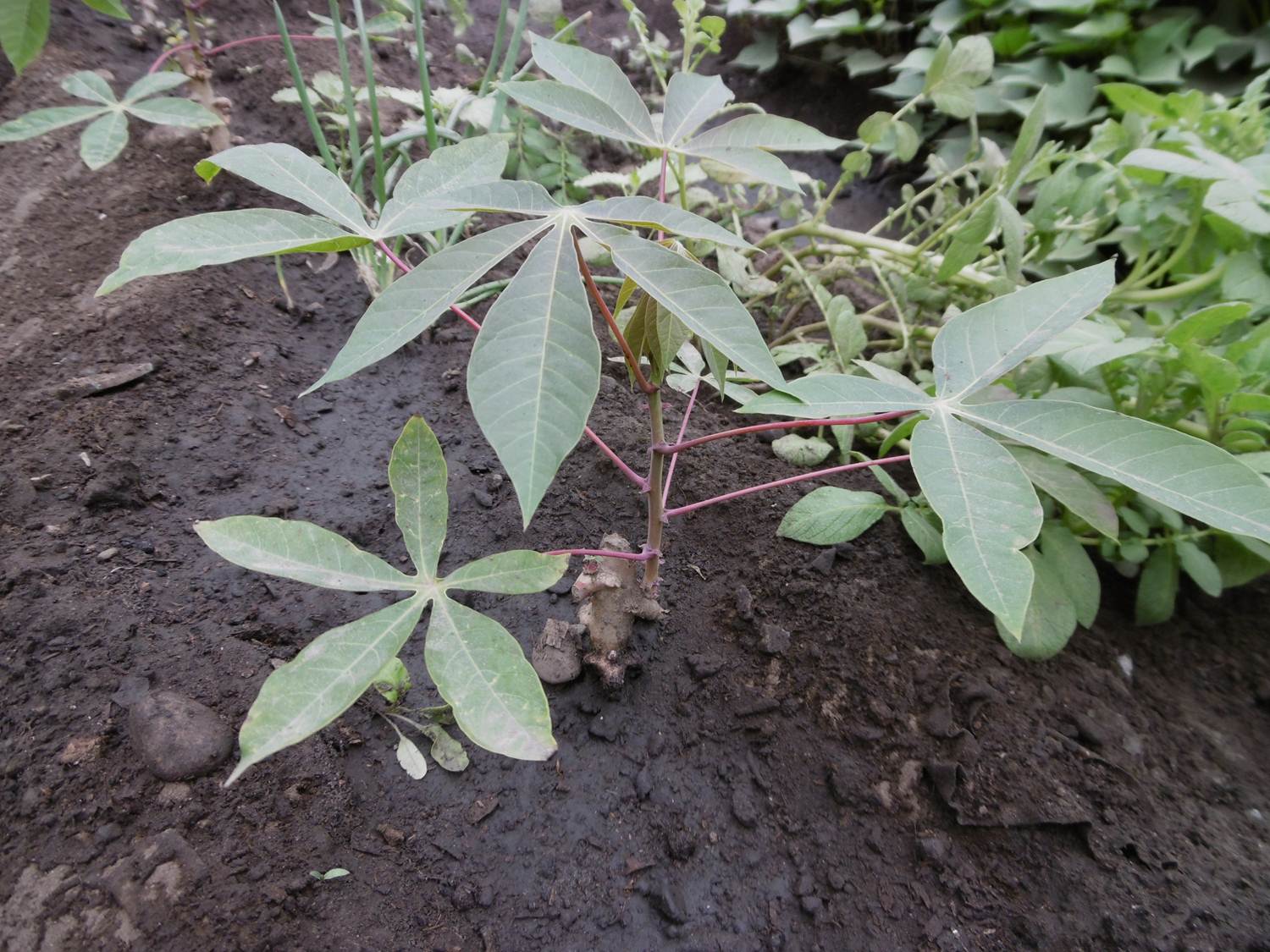 ALTERNATIVA ECOLÓGICA: COMO OBTENER PLANTAS DE YUCA