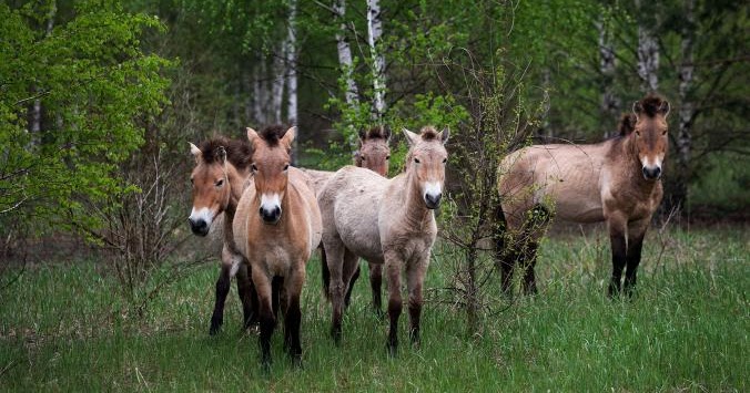 Futures Forum: Rewilding Chernobyl