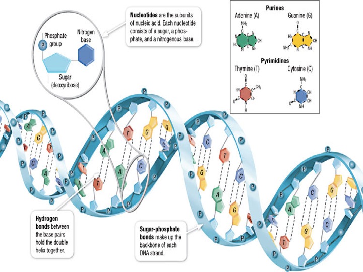 EC Honors Biology: DNA Structure Notes