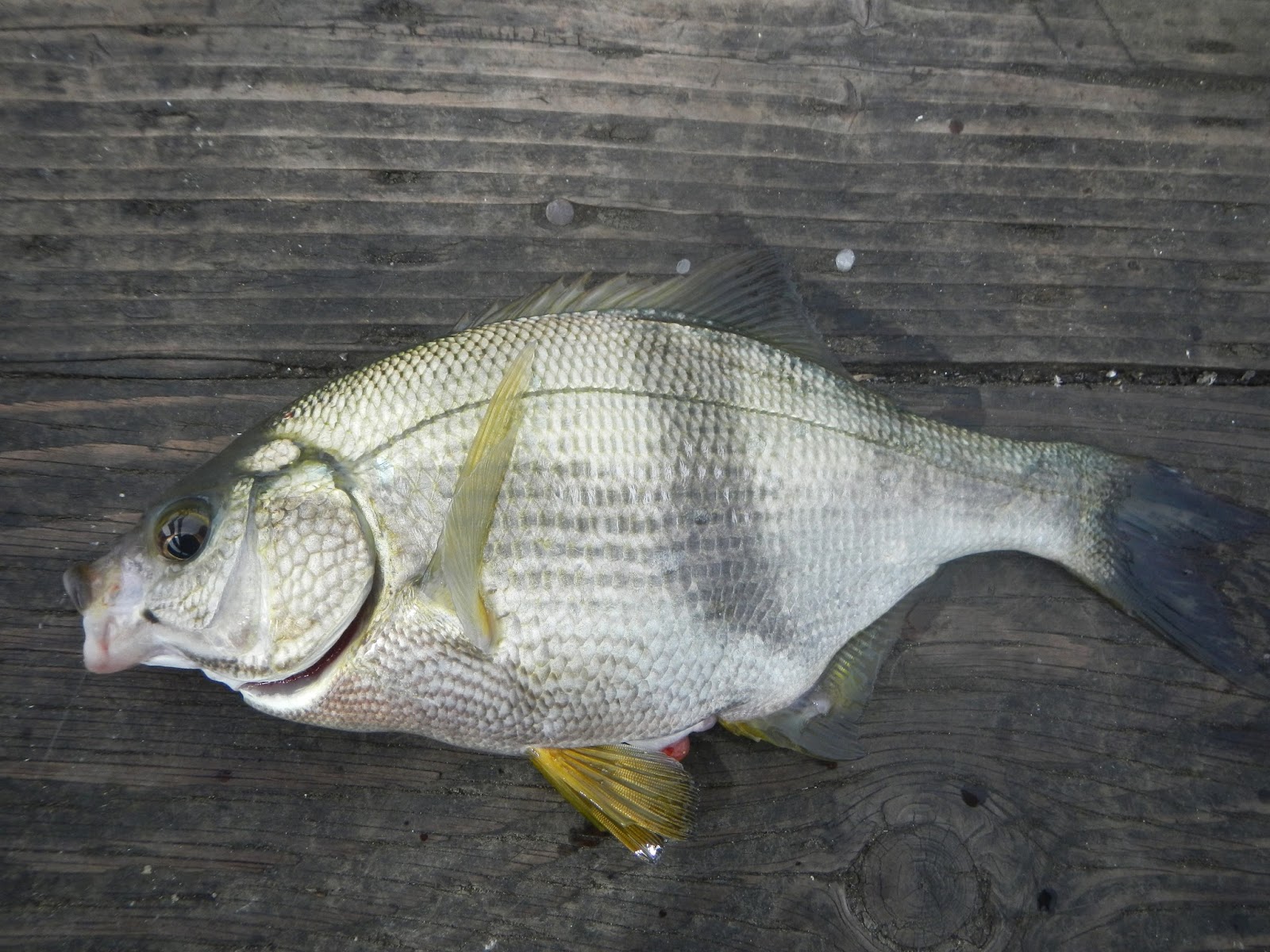 Bryanlikestofish: To 100 and Beyond!