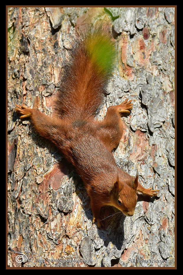 WILDLIFE GATEWAY: Ecureuils roux du printemps