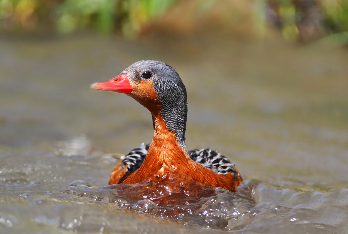 Aves de Patagonia: Pato de Torrente (Merganetta armata)