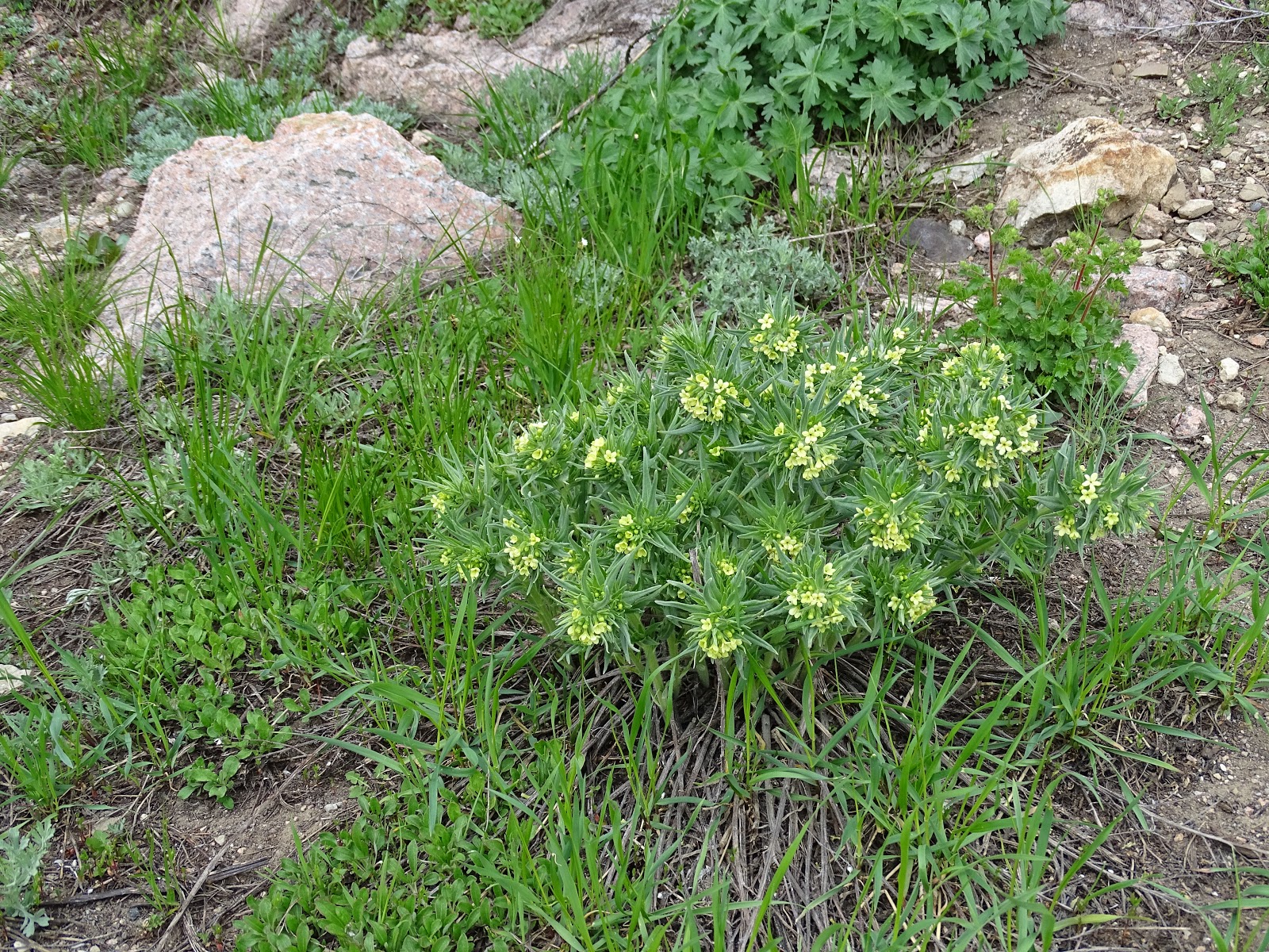 Prairiebreak: An album with a floral few gems from Northwestern Wyoming ...