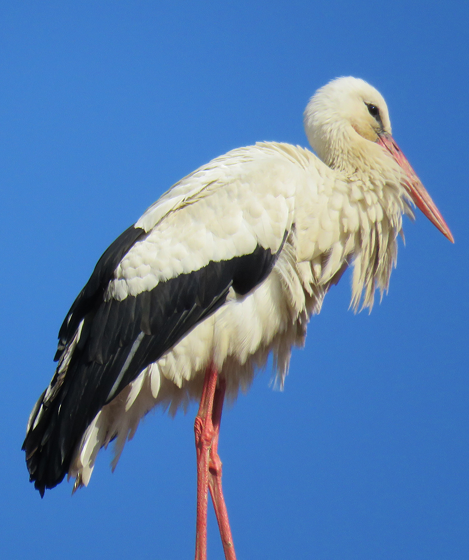 AVES ACUÁTICAS: Ciconia ciconia L (CIGÜEÑA COMÚN) (WHITE STORK)