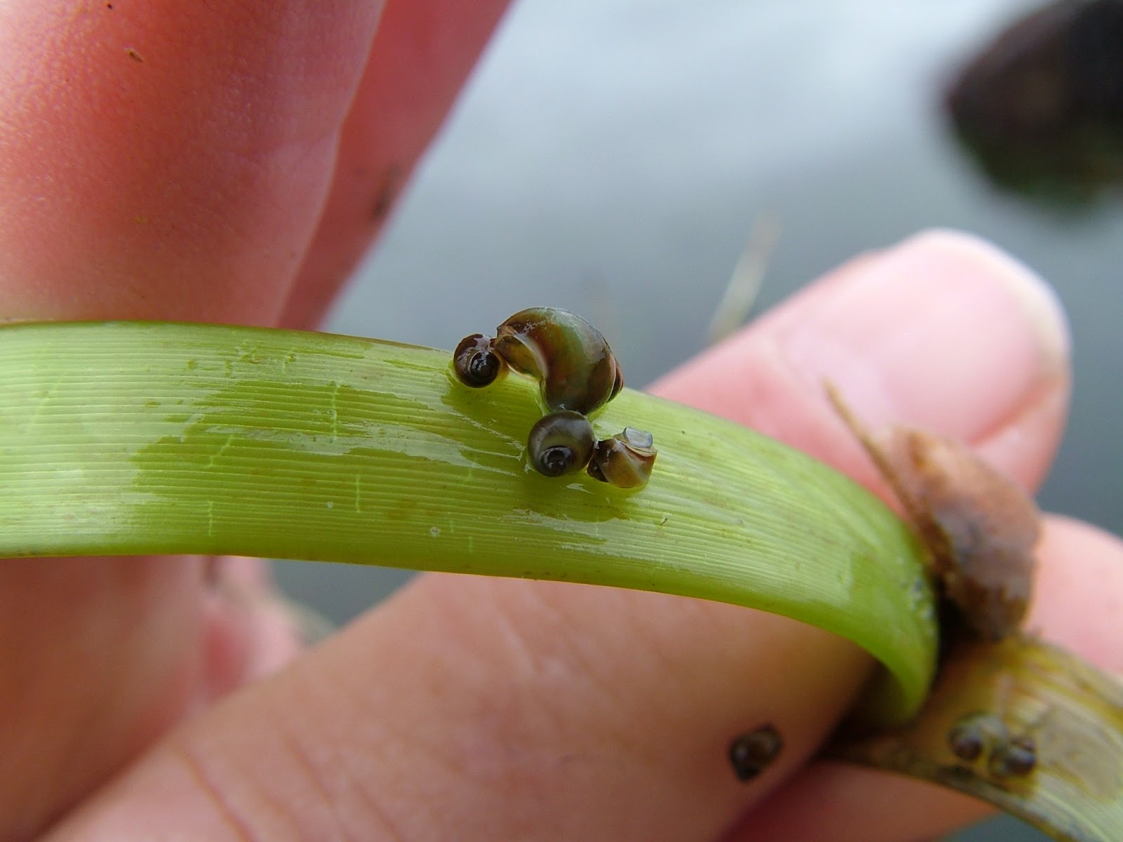 Buzz's Marine Life of Puget Sound