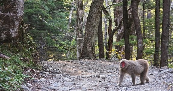 Adventures of an Introverted Traveler: Monkey Whispering