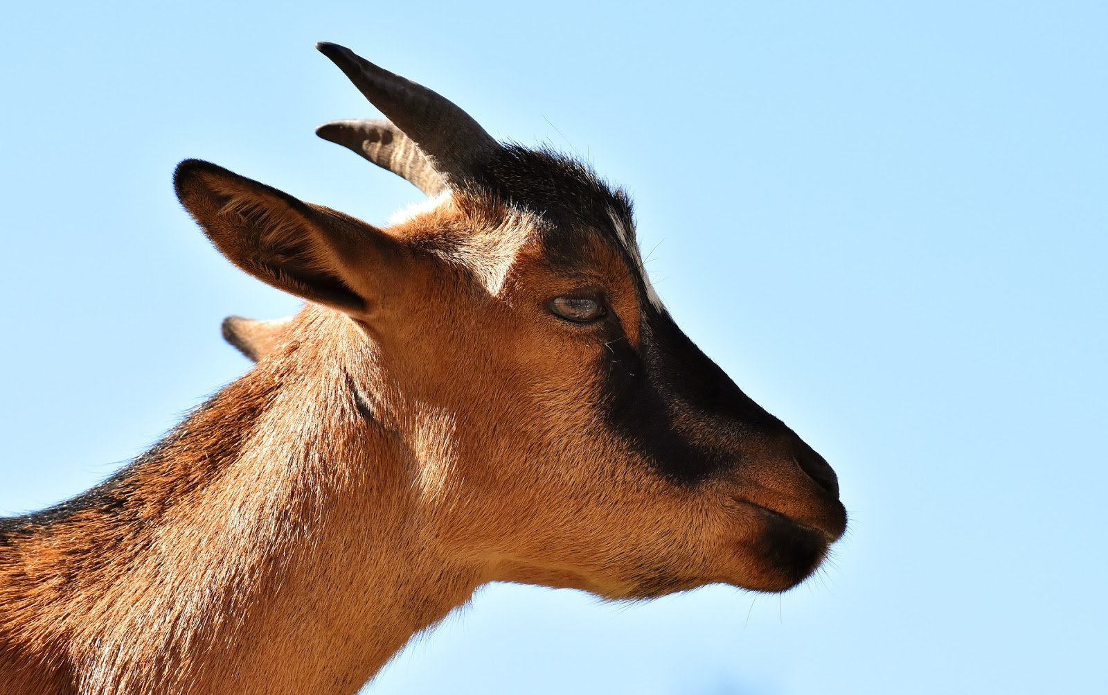 How To Find The Perfect Diet For Goats - TheRider'sPets