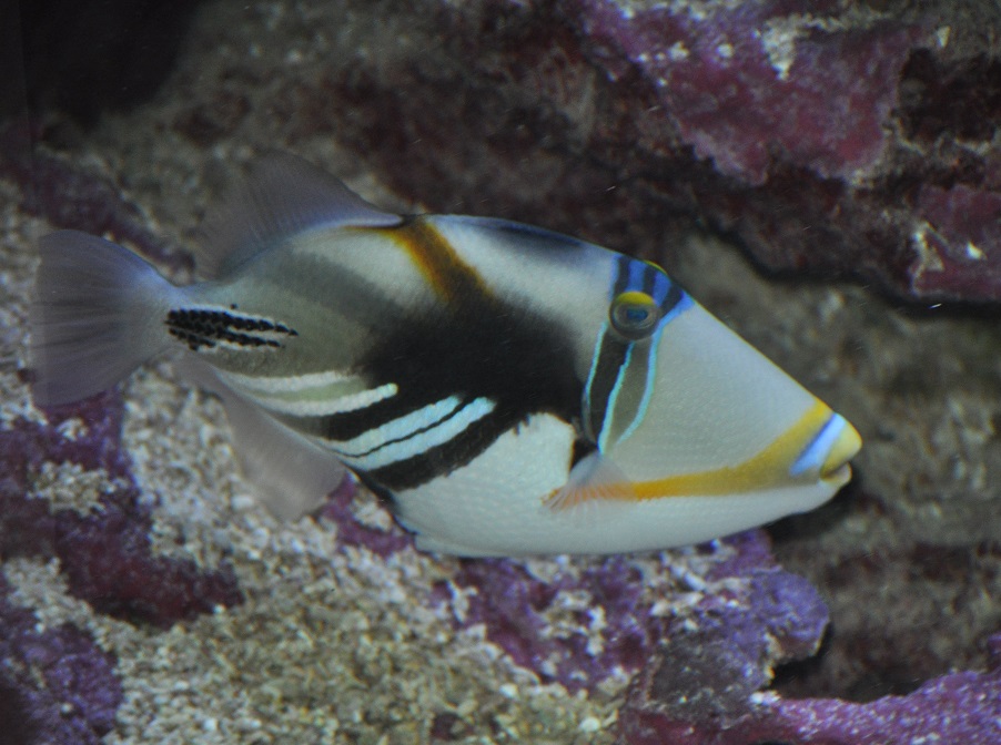 ZOOTOGRAFIANDO (6.100 ANIMALS): PEZ BALLESTA PICASSO / PICASSOFISH OR ...