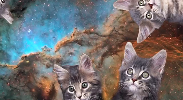 Catsparella: Video Reveals The Hidden World Of Photobombing Space Cats