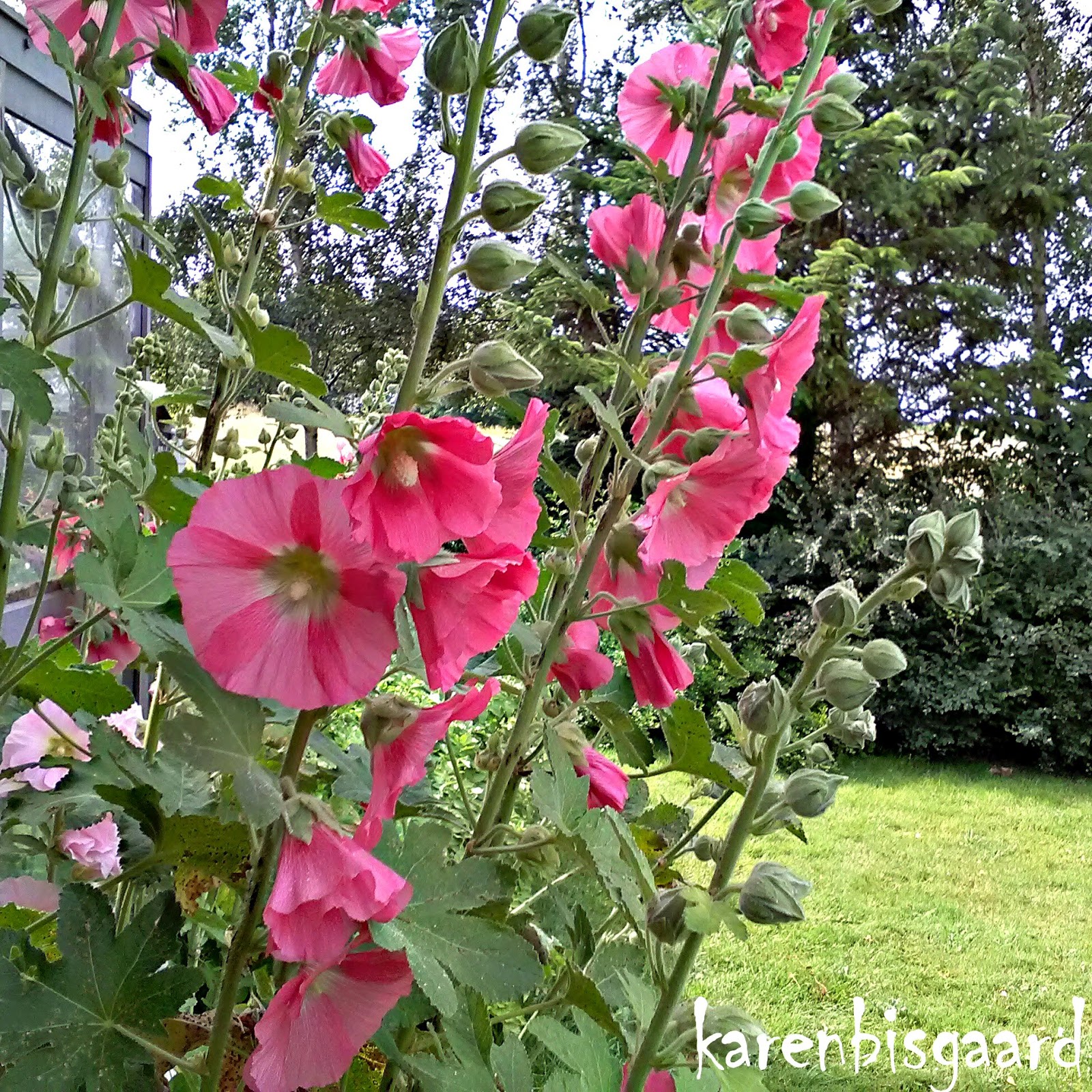Karen`s Nature Photography: Blooming Hollyhock Plants in Garden.