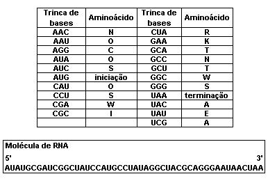 BIOLOGIA 2º ANO: Atividades Síntese de Proteínas