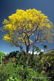 Flora y Fauna del Estado de Tabasco: La flora de Tabasco...