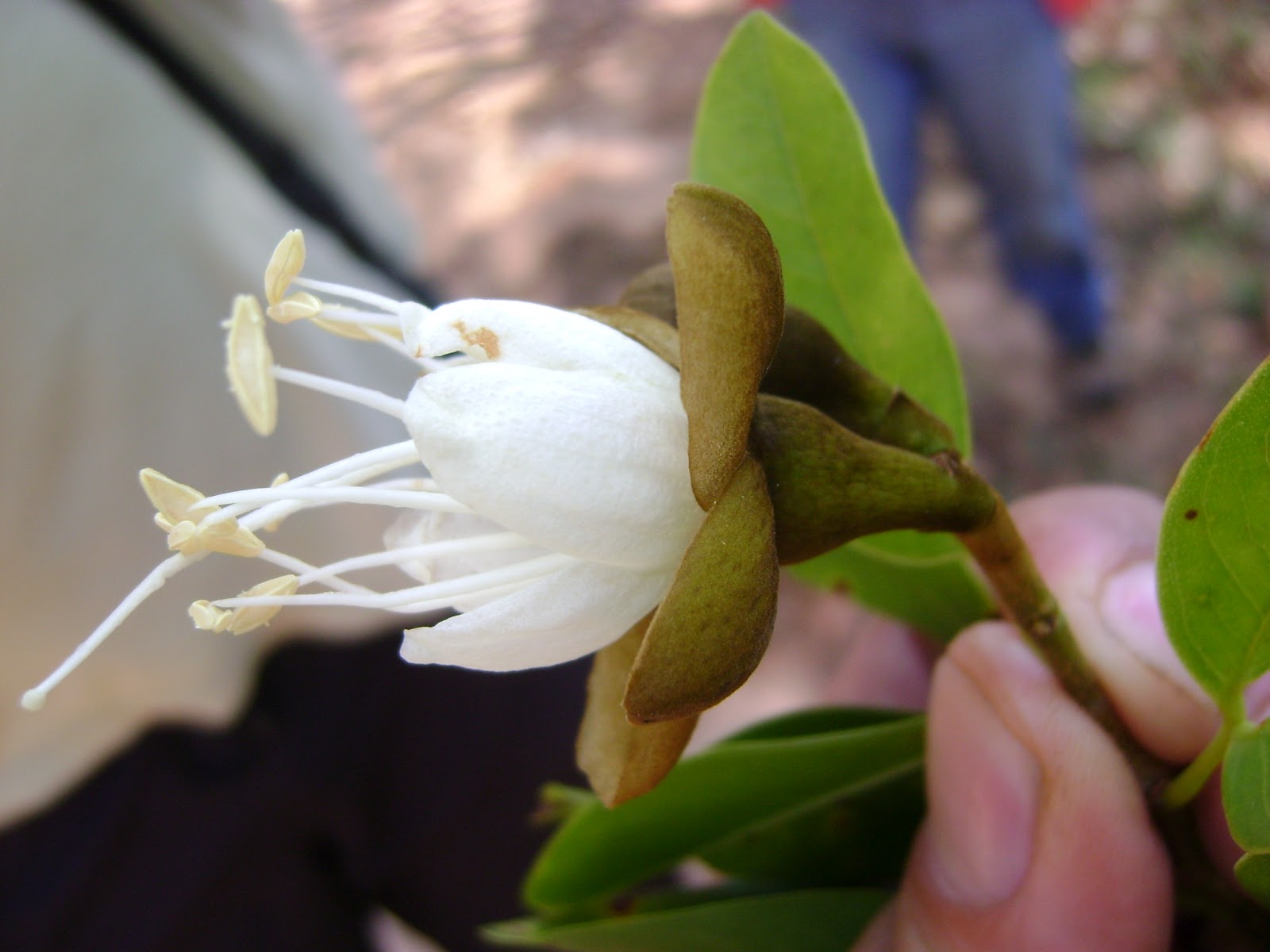 Fabaceae - Leguminosae no Brasil: Fabaceae - Hymenaea courbaril L ...