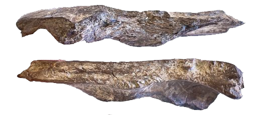 Mesozoica Galleria: Boreonykus (Northern Claw)