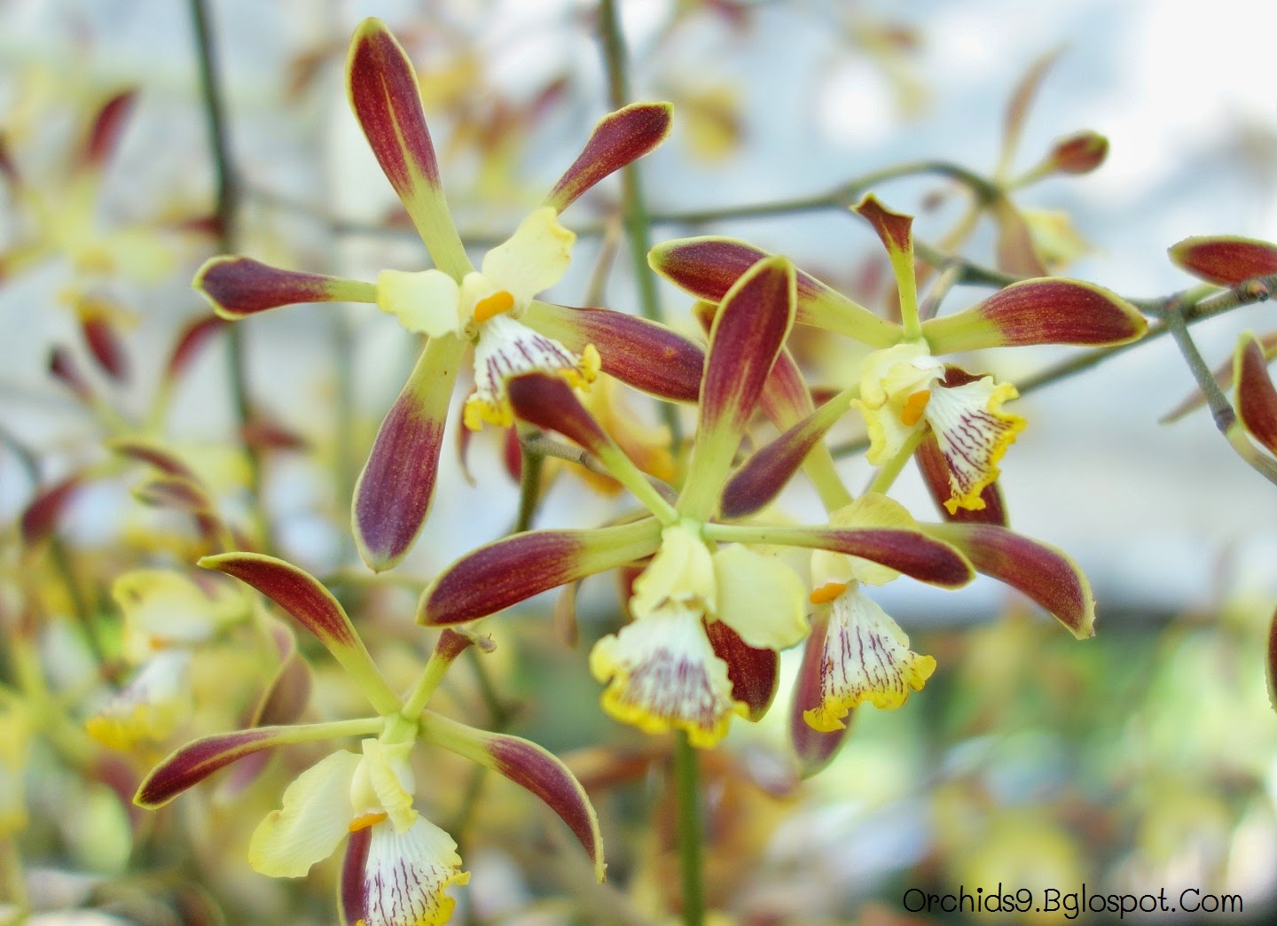 Orchids Flowers Pictures Bulbophyllum Vanda Cattleya Cymbidium ...