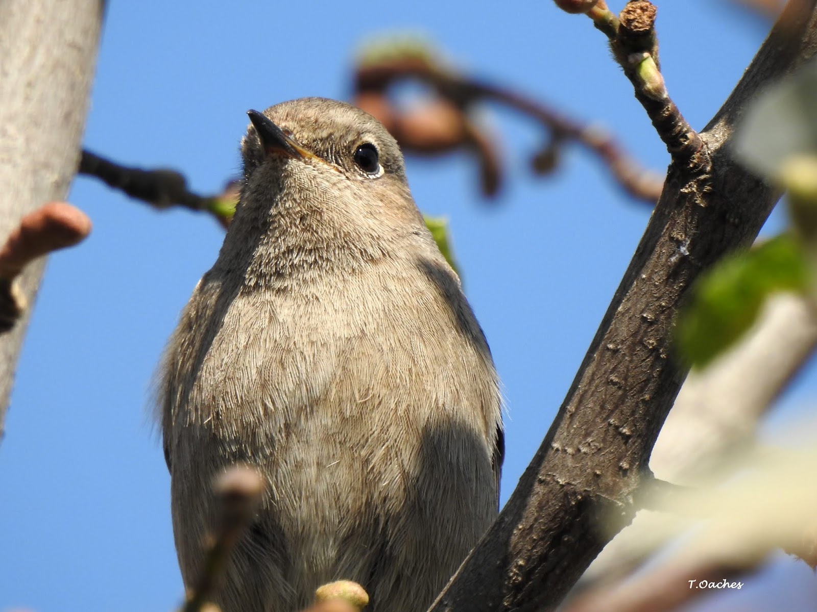 PASARI DIN ROMANIA: CODROS DE MUNTE (1), Phoenicurus ochruros