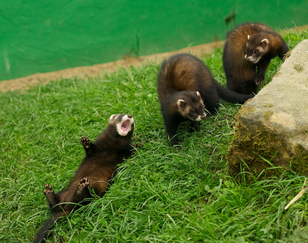 British Wildlife Centre ~ Keeper's Blog: Polecats Playing