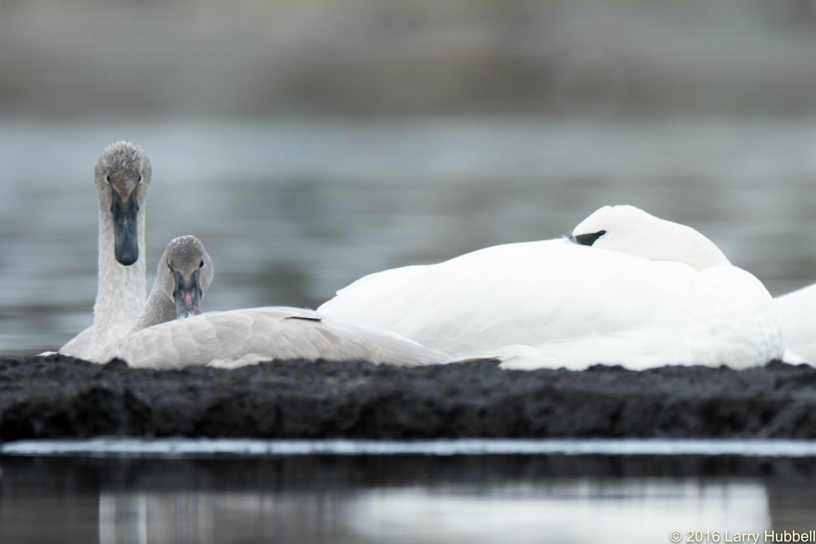 Union Bay Watch : The World's Largest Swans