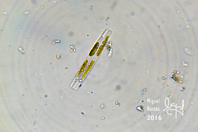 Naturaleza y Fotografía en Motril: Diatomeas (Bacillariophyta)