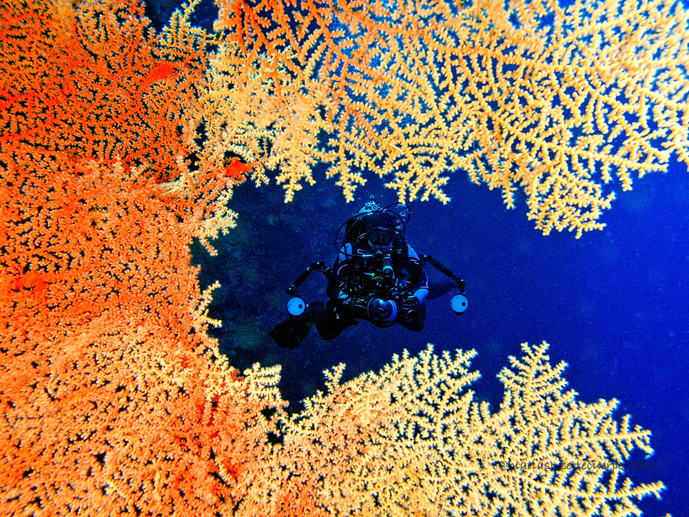 GLOBETROTTING LIFE: Moalboal --- Another Diving Paradise