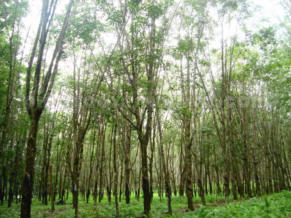 Basilan - Road Trip to the Rubber Plantations | Blogs, Travel Guides ...