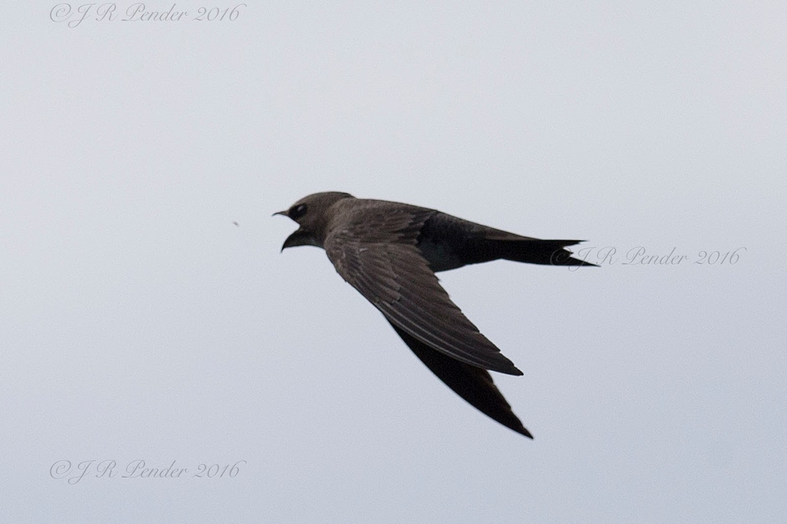 Joe Pender Wildlife Photography: Alpine Swift