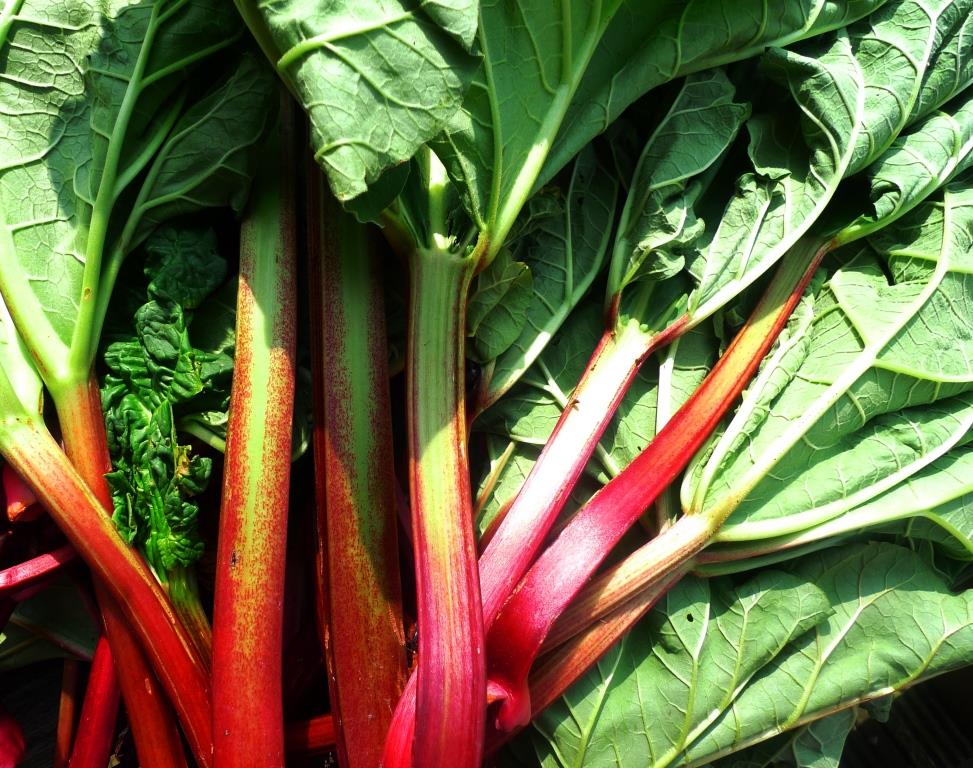 30 Rhubarb Recipes + How to make Rhubarb Jam