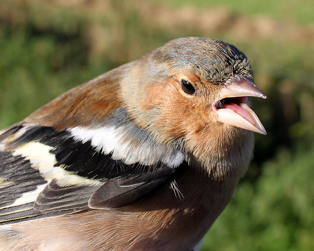 Another Bird Blog: A Chaffinch Morning