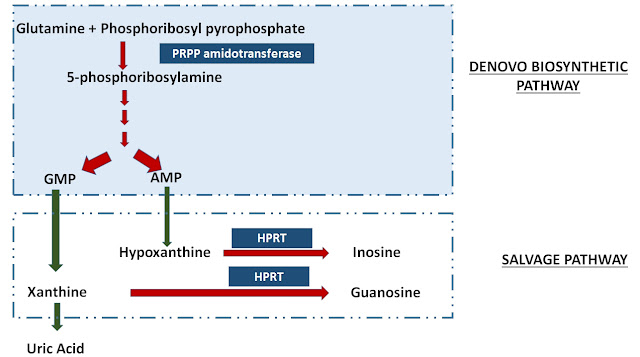 Lesch Nyhan Syndrome: Clinical Presentation and Biochemical Diagnosis