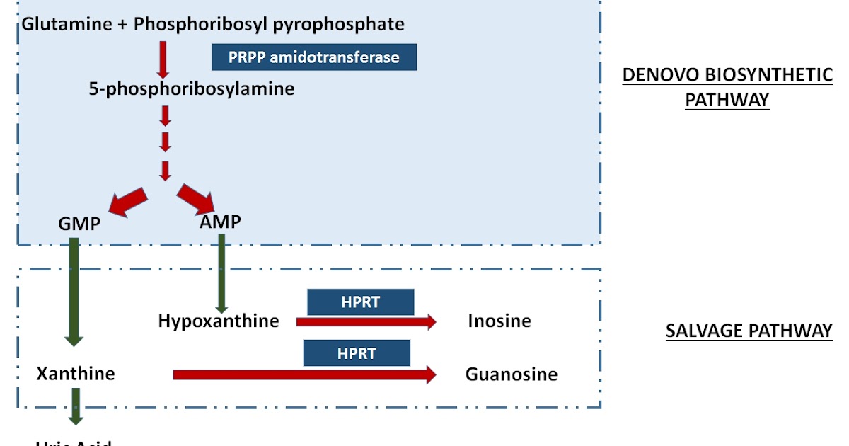 Lesch Nyhan Syndrome: Clinical Presentation and Biochemical Diagnosis