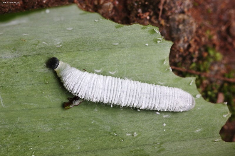 Ulat Pisang, Hama Perusak Daun Pisang Yang Kaya Manfaat - Jenis Pisang ...
