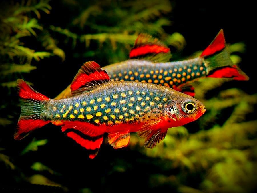 Ikan Galaxy Rasbora - Dunia Akuarium