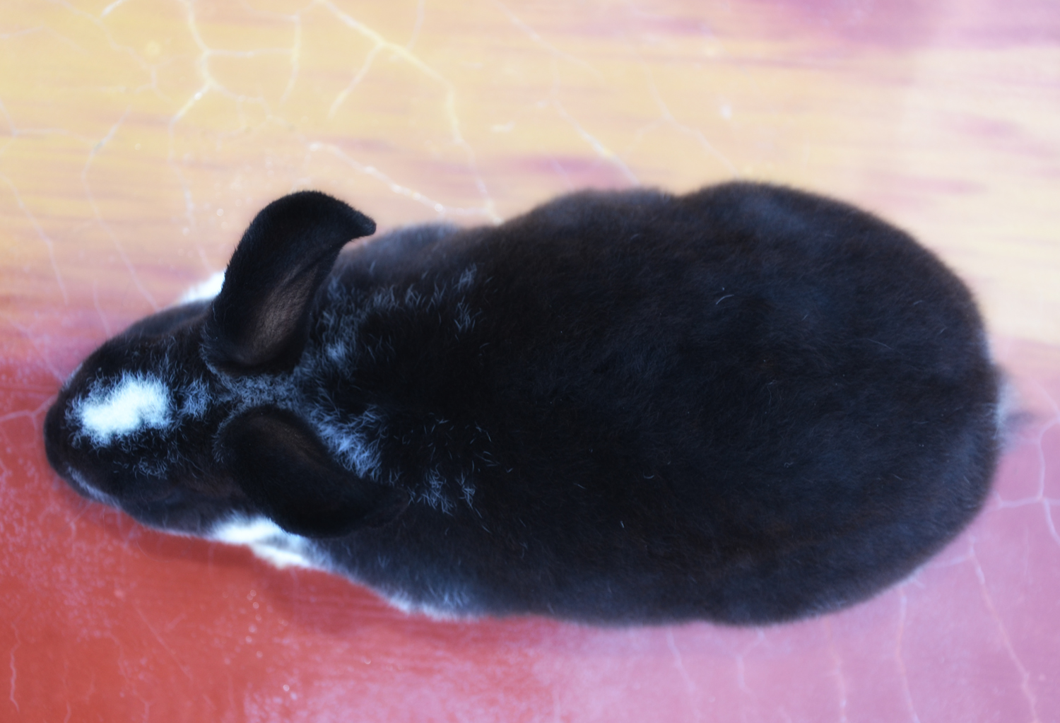 Rabbit Territory: Broken Black Mini Rex