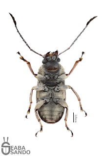 虫をためつすがめつ: 標本写真 2018.4.14② クロクチカクシゾウムシなど